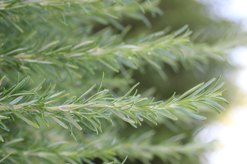 Rosmarinus officinalis 'Blue Spires' - Devil Mountain Wholesale Nursery