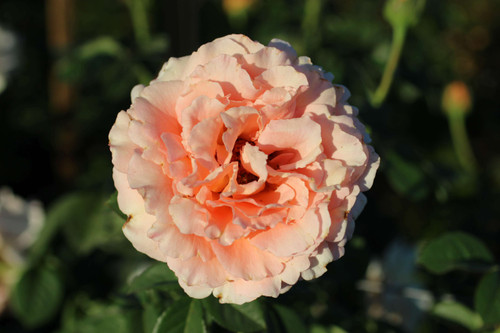 Rosa 'Easy Spirit' - Devil Mountain Wholesale Nursery