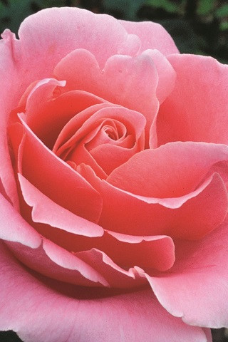 Rosa 'Queen Elizabeth' - Devil Mountain Wholesale Nursery