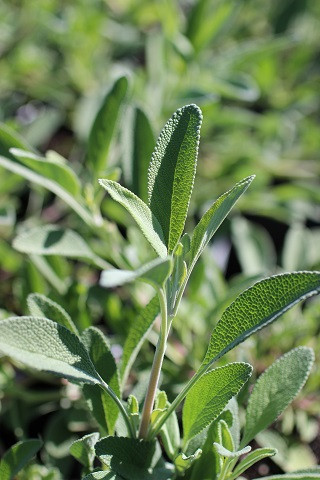Ceanothus maritimus 'Popcorn' (White) - Devil Mountain Wholesale Nursery