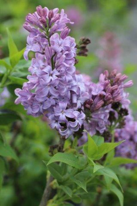 Syringa vulgaris 'Lavender Lady' - Devil Mountain Wholesale Nursery