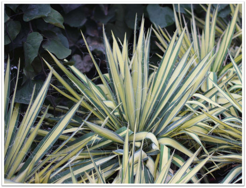 Yucca 'Bright Star' - Devil Mountain Wholesale Nursery