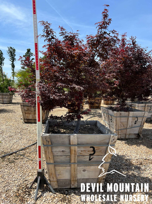 Acer palmatum 'Bloodgood' - Devil Mountain Wholesale Nursery