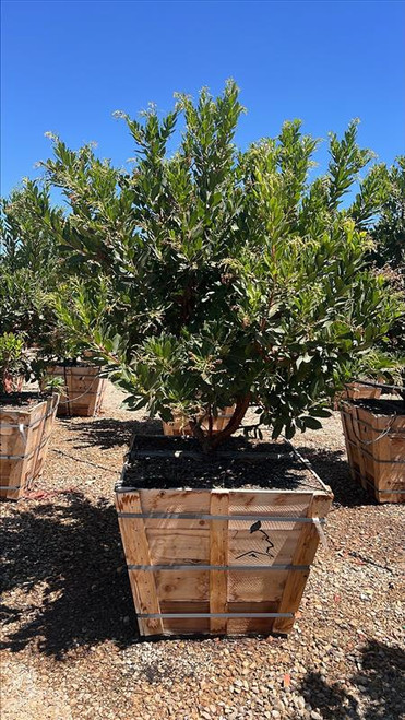 Arbutus 'Marina' - Devil Mountain Wholesale Nursery