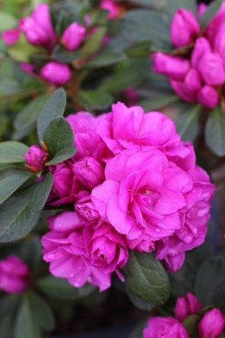 Azalea 'Happy Days' (Pink/Violet) - Devil Mountain Wholesale Nursery