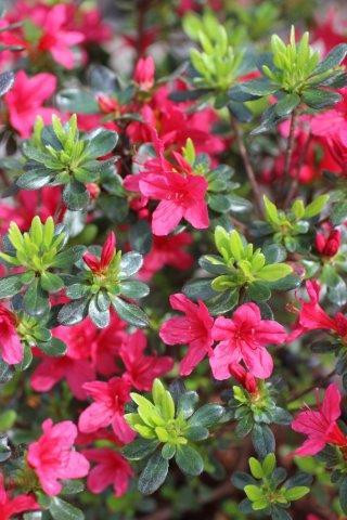 Azalea 'Hino Crimson' (Red) - Devil Mountain Wholesale Nursery