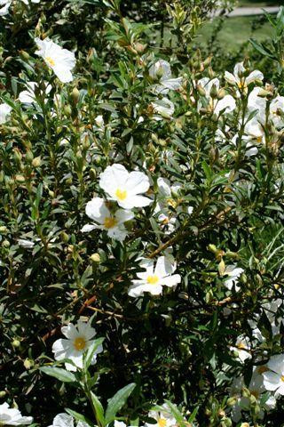 Ceanothus maritimus 'Popcorn' (White) - Devil Mountain Wholesale Nursery