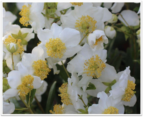 Ceanothus maritimus 'Popcorn' (White) - Devil Mountain Wholesale Nursery