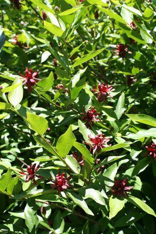 Lessingia filaginifolia 'Silver Carpet' - Devil Mountain Wholesale Nursery