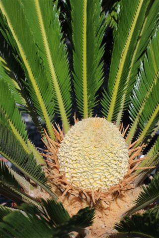 Cycas revoluta - Devil Mountain Wholesale Nursery