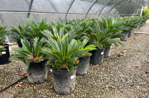Cycas revoluta - Devil Mountain Wholesale Nursery