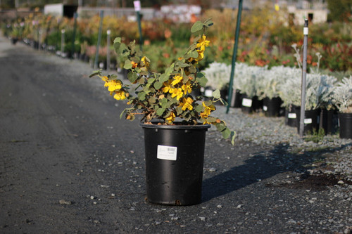 Delta Bluegrass Company Native Bentgrass - Devil Mountain Wholesale Nursery