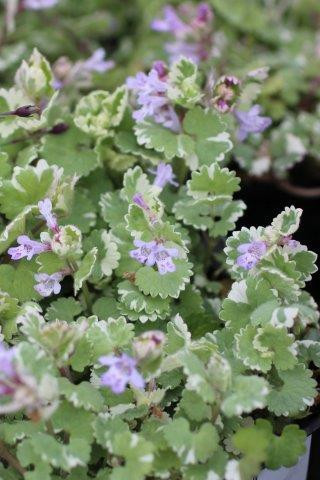 Glechoma hederacea 'Variegata' - Devil Mountain Wholesale Nursery