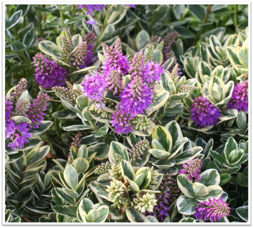 Hydrangea macrophylla 'Blue Danube' - Devil Mountain Wholesale Nursery