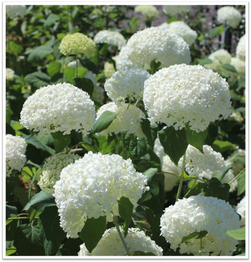 Hydrangea quercifolia 'Munchkin' - Devil Mountain Wholesale Nursery