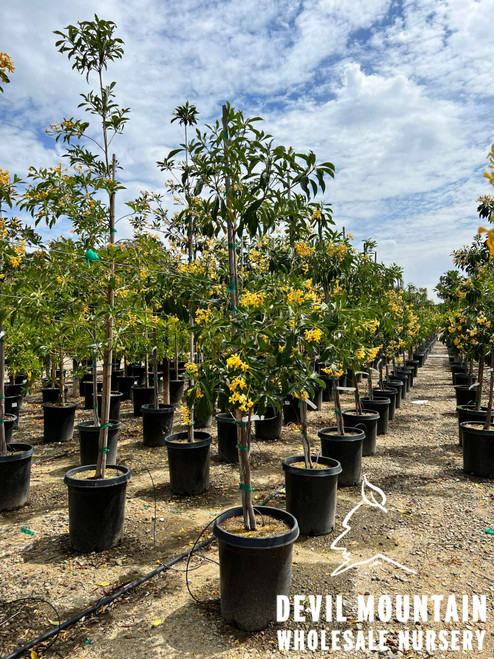 Hymenosporum flavum - Devil Mountain Wholesale Nursery