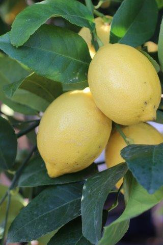 Lemon 'Eureka' - Devil Mountain Wholesale Nursery