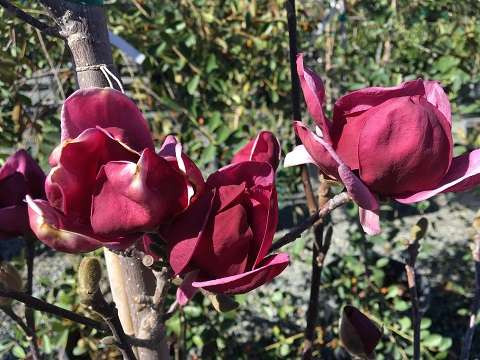 Magnolia 'Genie' - Devil Mountain Wholesale Nursery