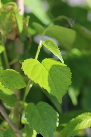 Blackberry 'Apache' Thornless - Devil Mountain Wholesale Nursery