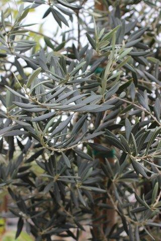 Olea europaea 'Arizona Fruitless' - Devil Mountain Wholesale Nursery