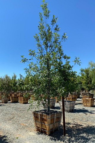 Quercus robur x alba 'Streetspire' - Devil Mountain Wholesale Nursery