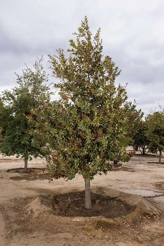 Quercus rugosa - Devil Mountain Wholesale Nursery