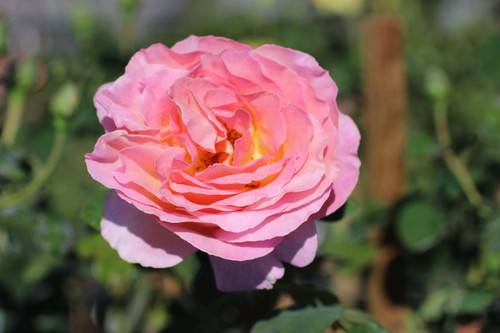 Rosa prostrata - Devil Mountain Wholesale Nursery