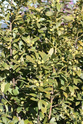 Delta Bluegrass Company Native Bentgrass - Devil Mountain Wholesale Nursery