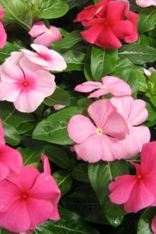 Vinca minor 'Alba' (White) - Devil Mountain Wholesale Nursery