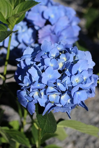 Hydrangea macrophylla 'Mathilda Gutges' - Devil Mountain Wholesale Nursery