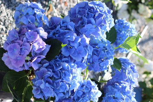 Hydrangea macrophylla 'Mathilda Gutges' - Devil Mountain Wholesale Nursery