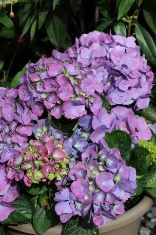 Hydrangea macrophylla 'Mathilda Gutges' - Devil Mountain Wholesale Nursery
