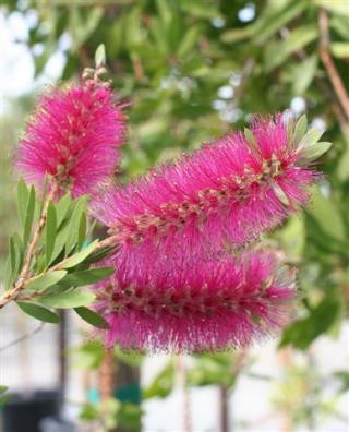 Callistemon citrinus 'Jeffersii' - Devil Mountain Wholesale Nursery