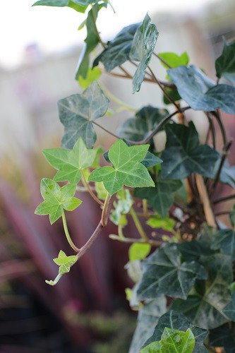 Hedera helix - Devil Mountain Wholesale Nursery