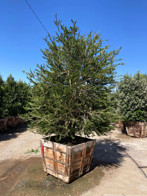 Melaleuca nesophila - Devil Mountain Wholesale Nursery