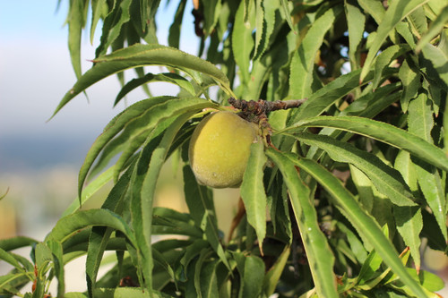Peach 'Flory' - Devil Mountain Wholesale Nursery