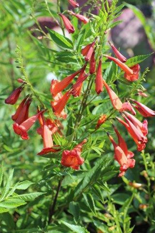 Tecoma x 'Crimson Flare' (Red) - Devil Mountain Wholesale Nursery