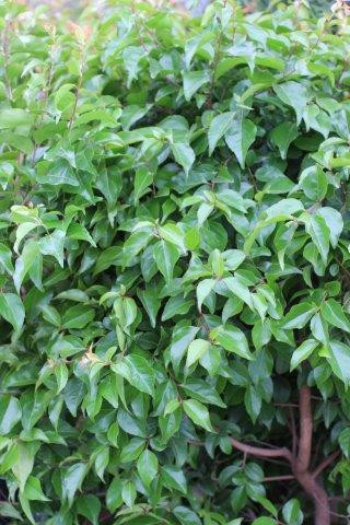 Xylosma congestum - Devil Mountain Wholesale Nursery