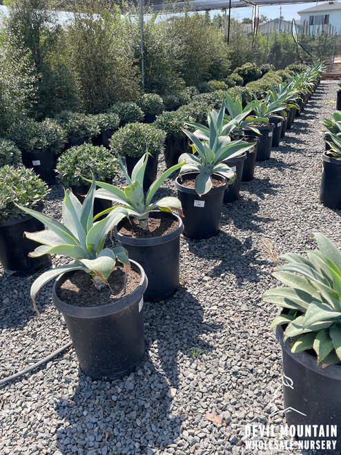 Agave attenuata 'Boutin Blue', 'Nova' - Devil Mountain Wholesale Nursery