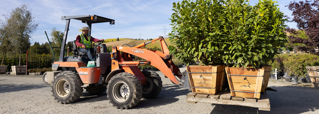 Devil Mountain Wholesale Nursery