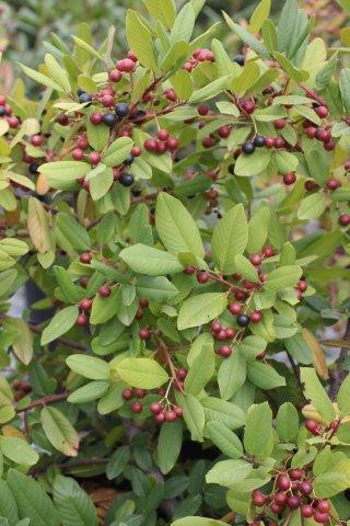 Rhamnus californica 'Leatherleaf' - Devil Mountain Wholesale Nursery