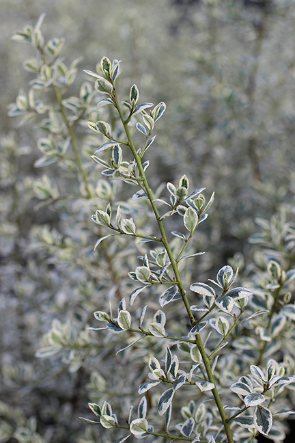 Rhamnus alaternus 'John Edwards' - Devil Mountain Wholesale Nursery