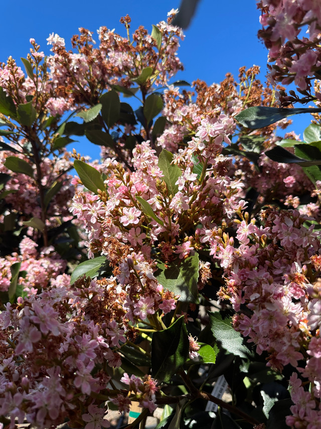 Rhaphiolepis Majestic Beauty® - Devil Mountain Wholesale Nursery