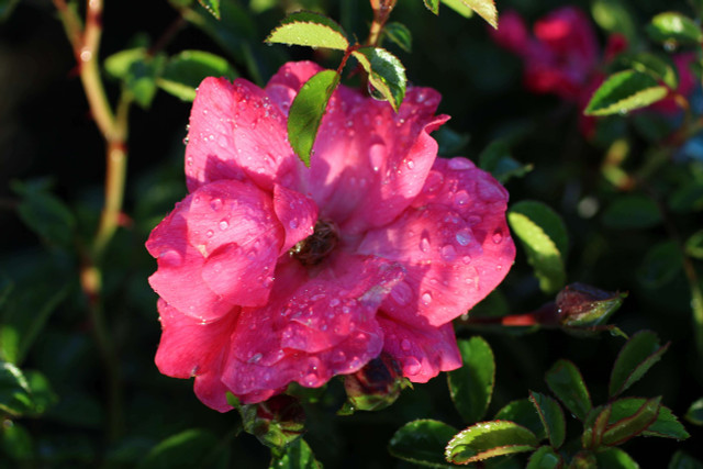 Rosa Flower Carpet® - Devil Mountain Wholesale Nursery