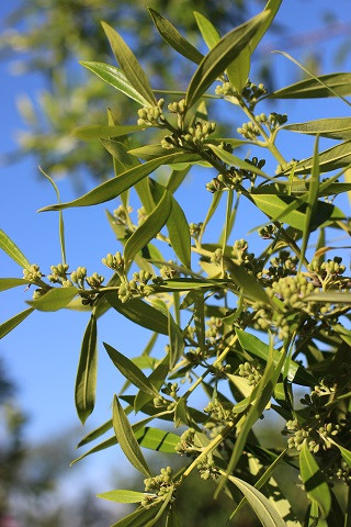 Tristania / Lophostemon conferta - Devil Mountain Wholesale Nursery