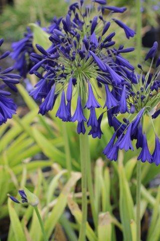 Agapanthus africanus 'Peter Pan' (Light Blue) - Devil Mountain ...