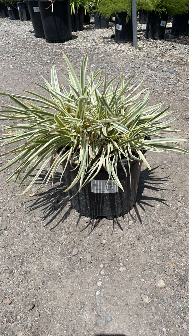 Agapanthus 'Tinkerbell' (Light Blue) - Devil Mountain Wholesale Nursery