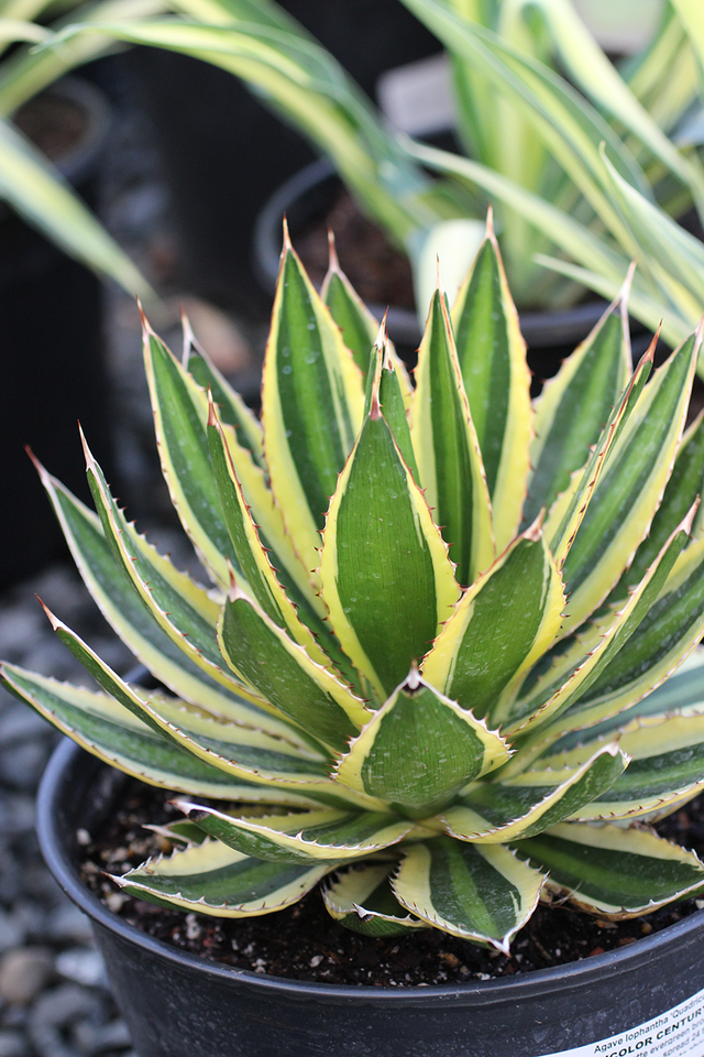 Agave lophantha 'Quadricolor' - Devil Mountain Wholesale Nursery