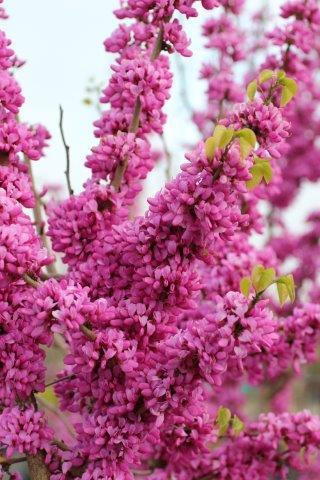 Cercis reniformis 'Oklahoma' - Devil Mountain Wholesale Nursery