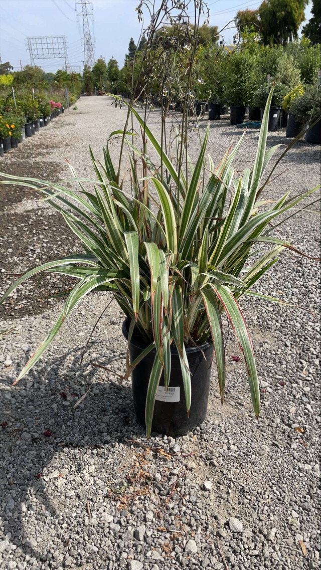 Dianella tasmanica 'Variegata' - Devil Mountain Wholesale Nursery